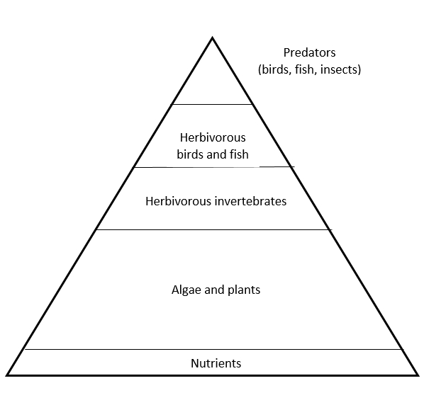 The lake as an ecosystem